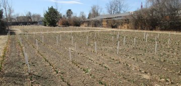 Viewing Colleges and Irises on Denver's College View Urban Hike ...
