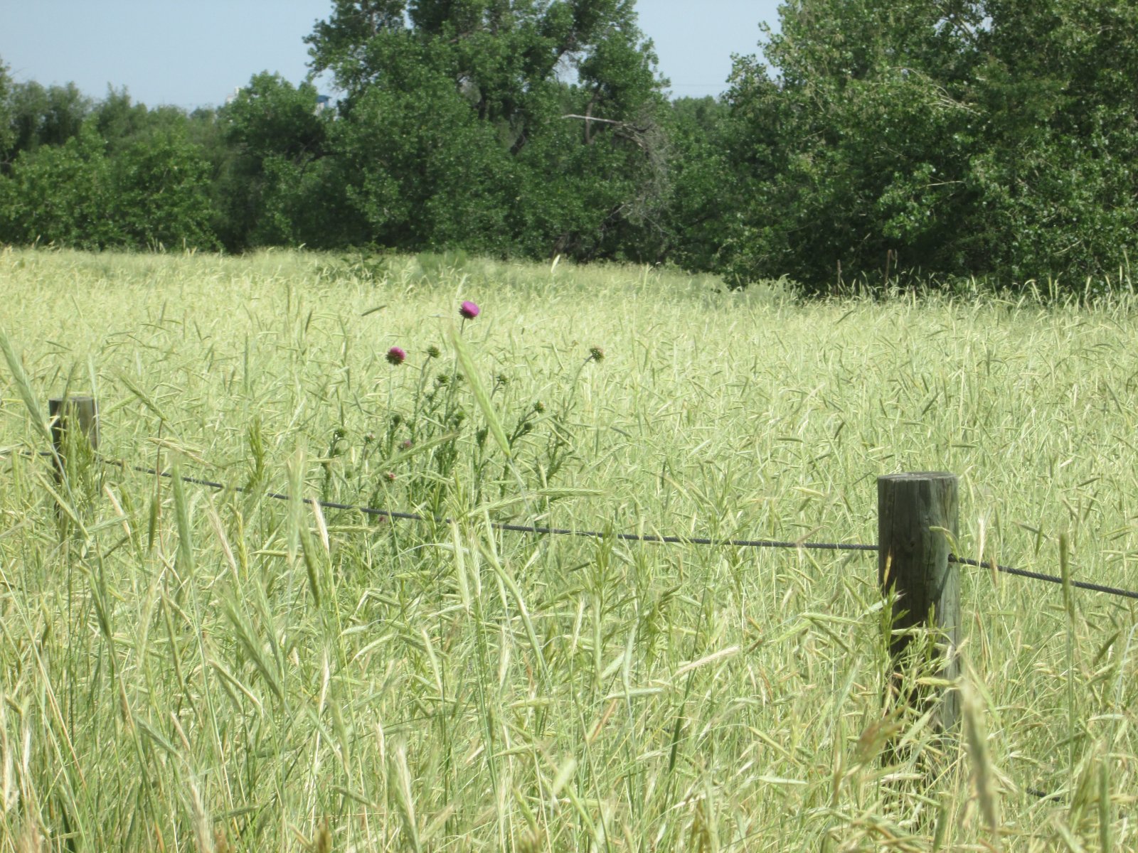 High Line Canal: Segment 12 - Denver By Foot